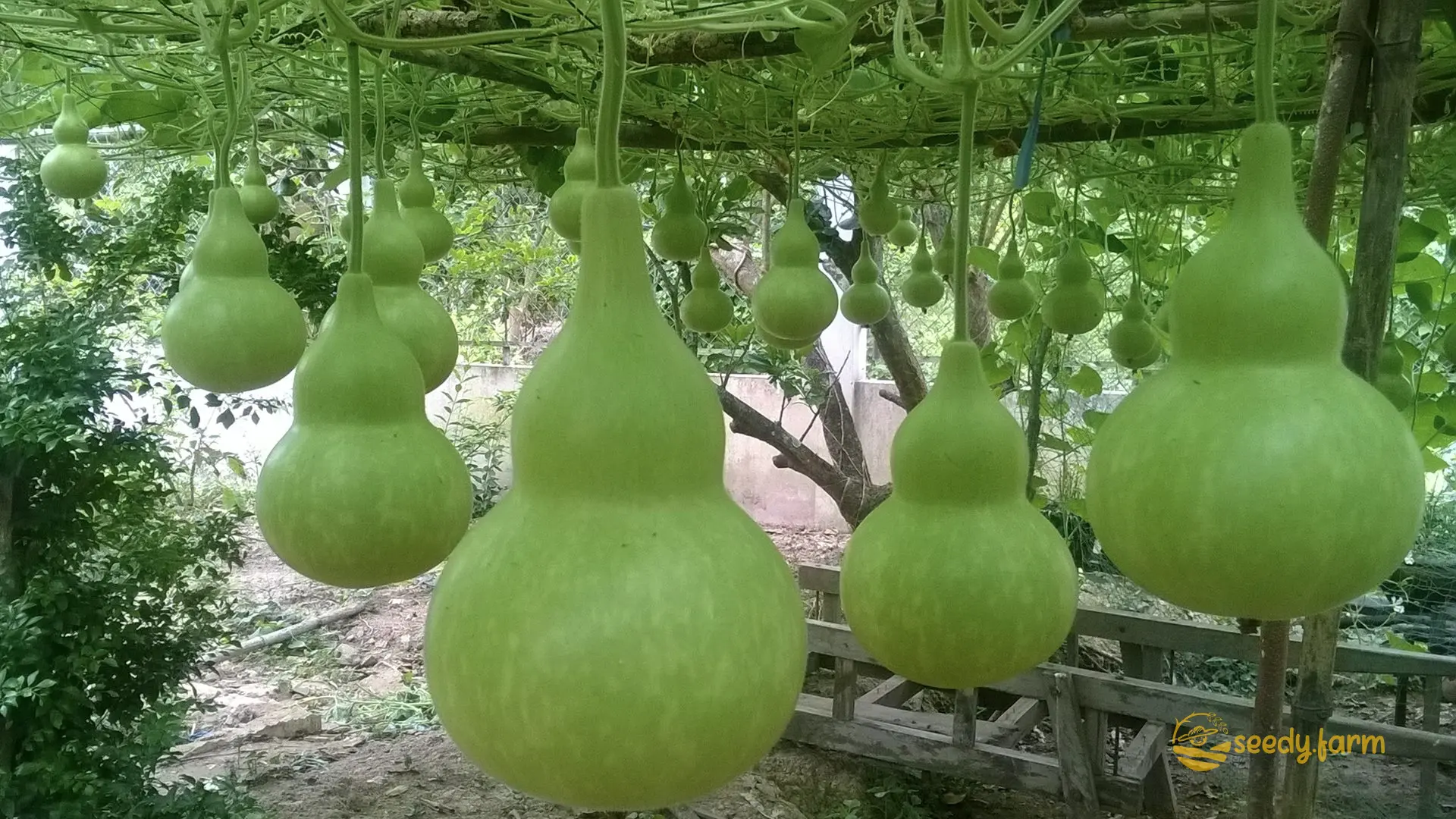 The Ultimate Guide to Growing Bottle Gourds | Seedy Farm